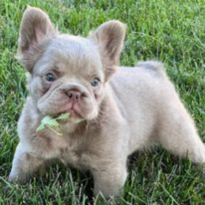 French Bulldog Puppies - Fluffy Frenchie Puppy